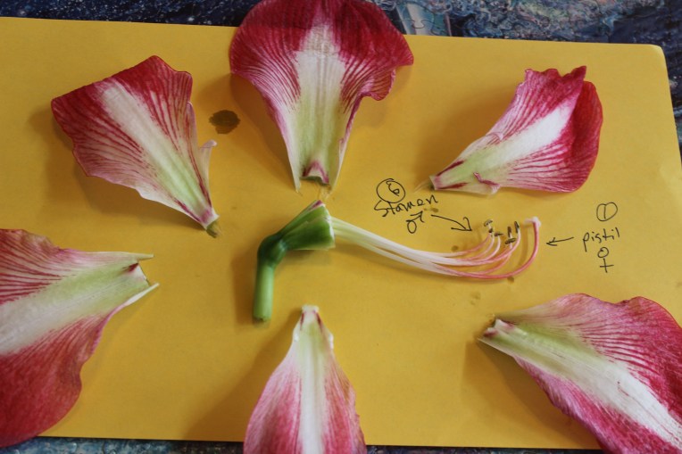 Cut Flowers – floweralley