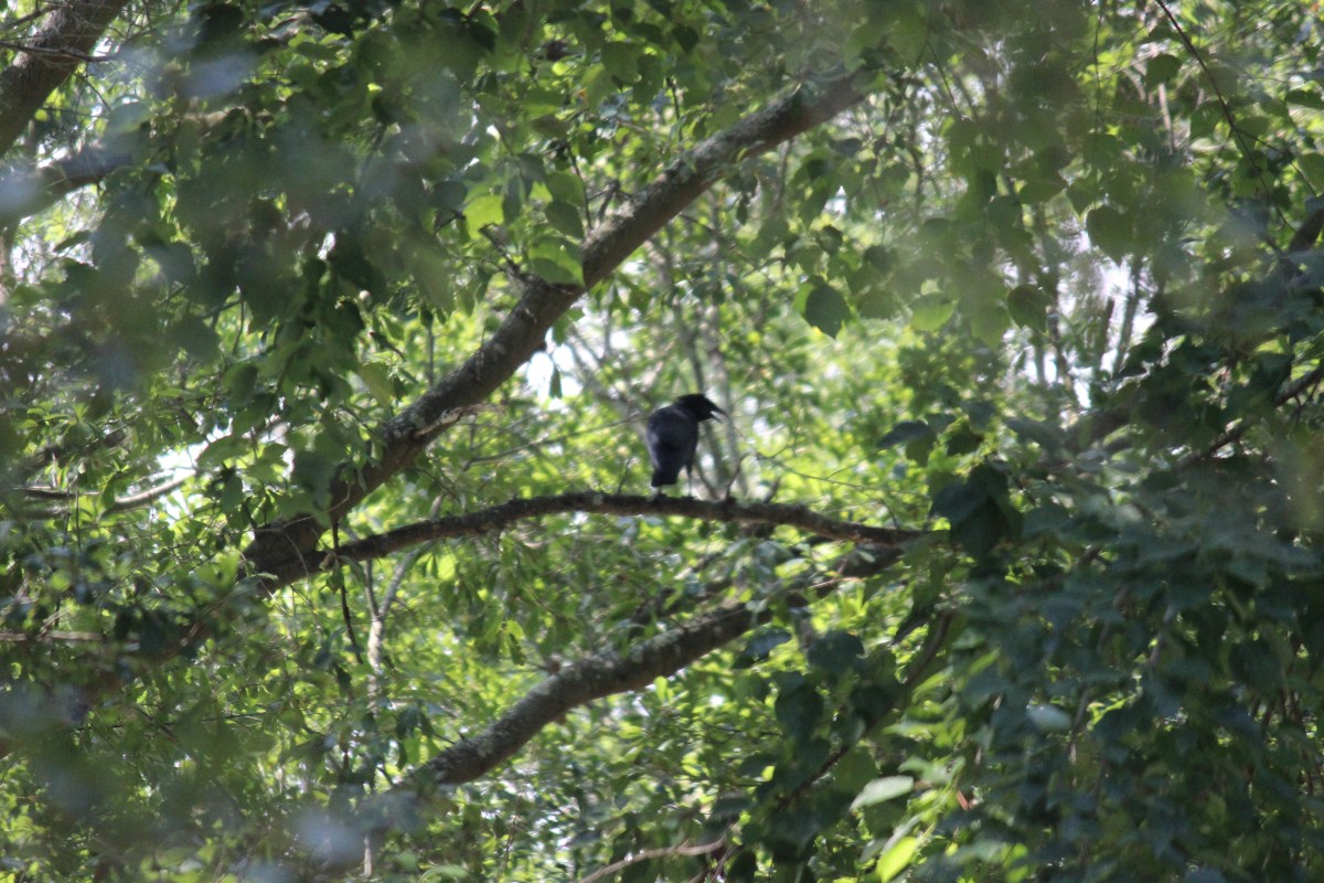 The Crow Knows – floweralley