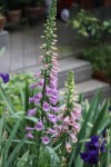 The Most Magical Plant of All – floweralley