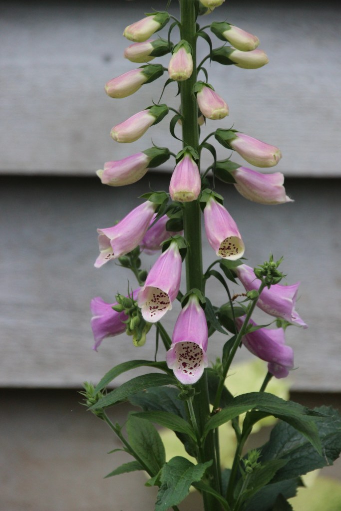 The Most Magical Plant of All – floweralley