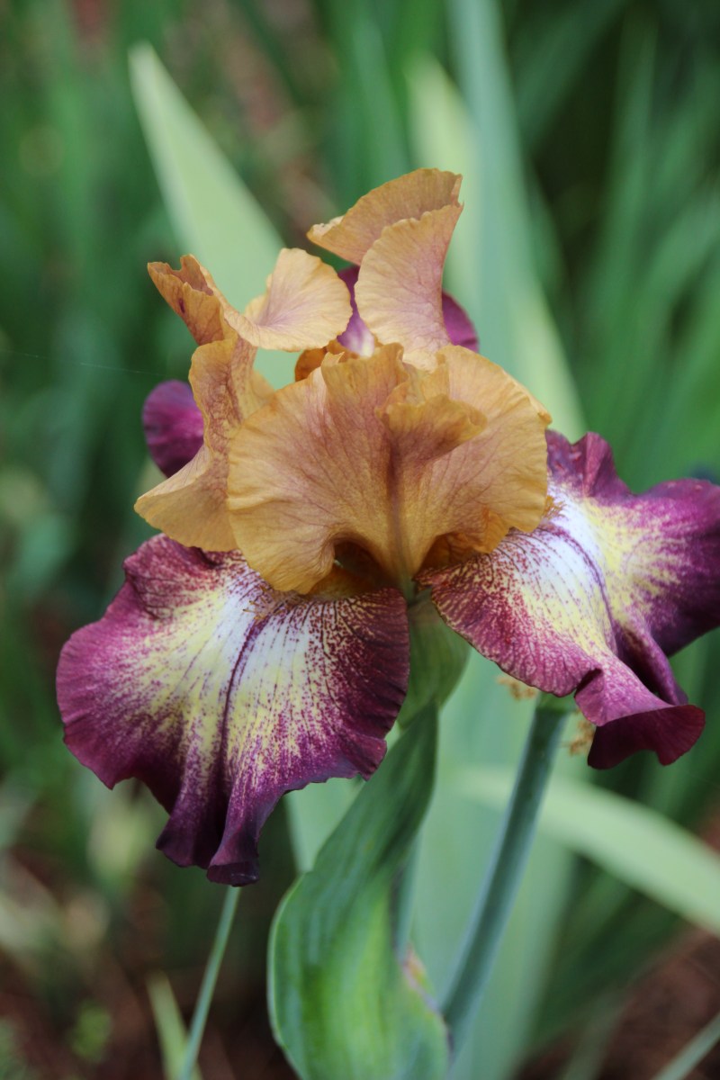 Iris, Old and New – floweralley