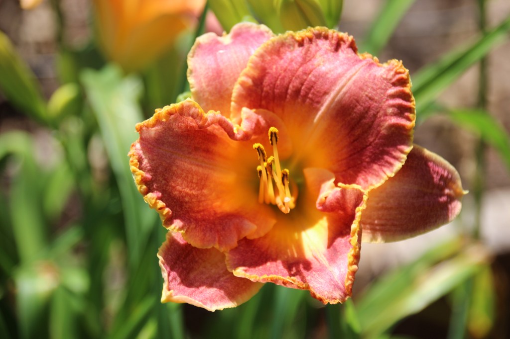 Little Lila – floweralley