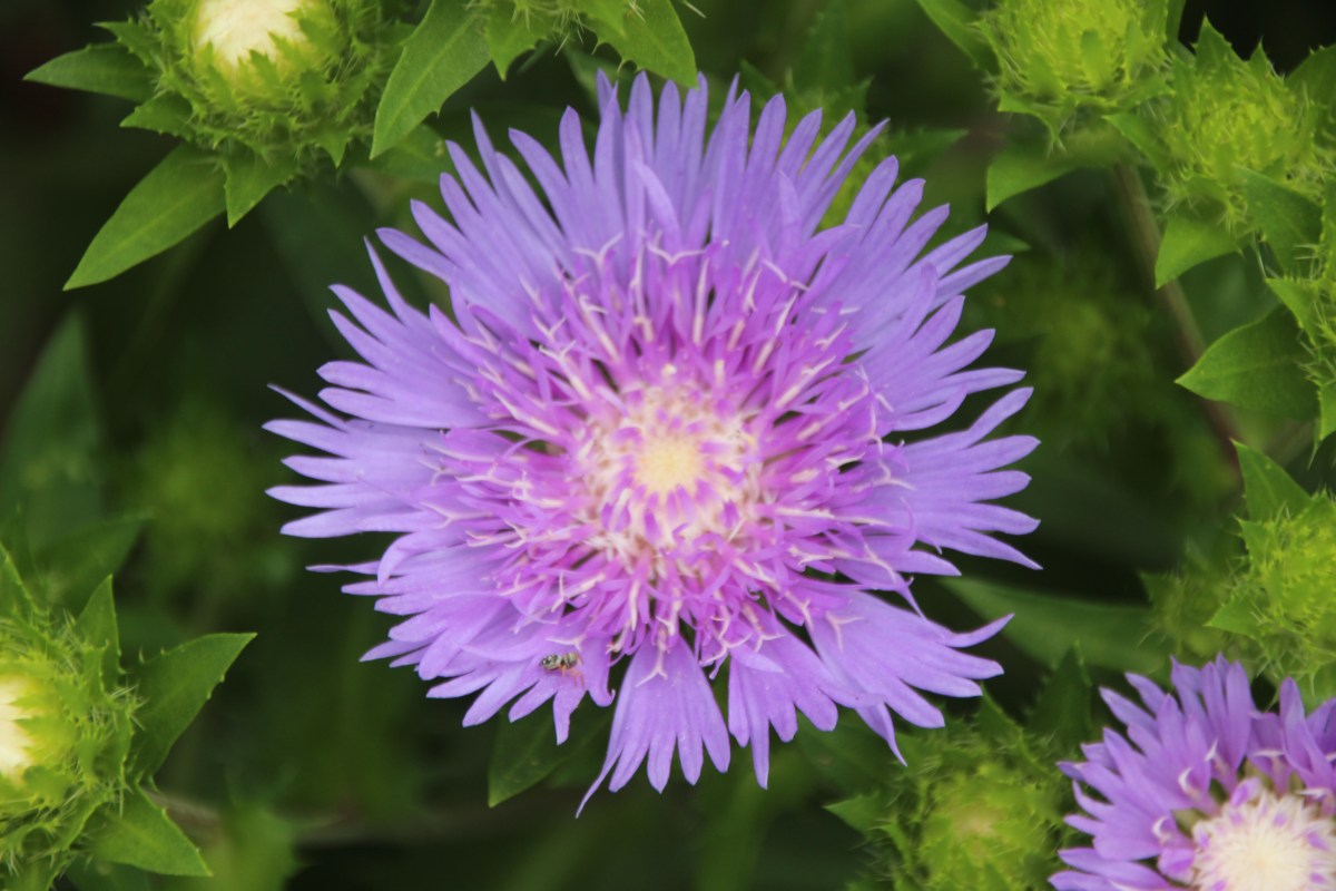 An Easy Aster – floweralley