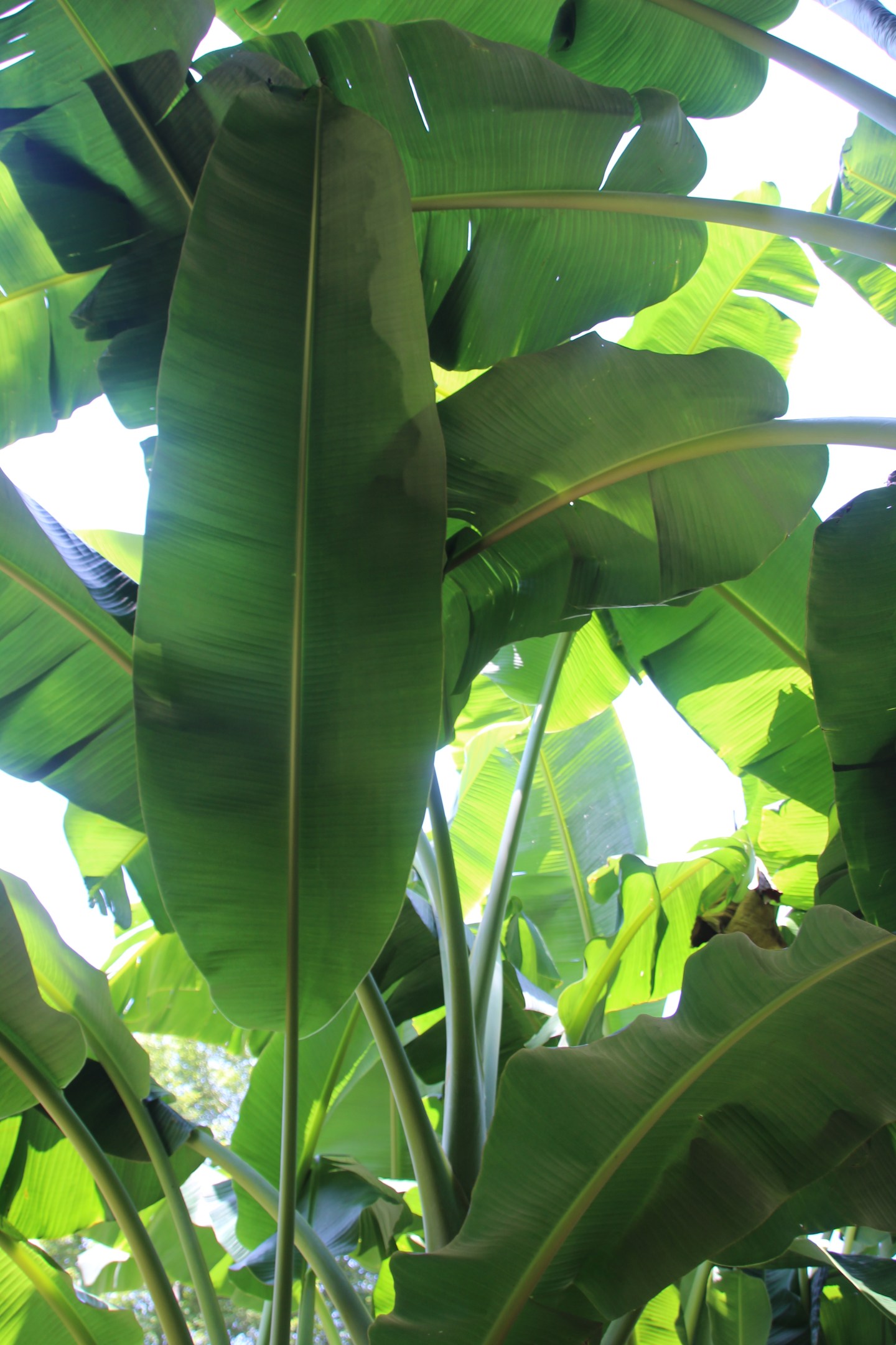 The Banana Forest – floweralley