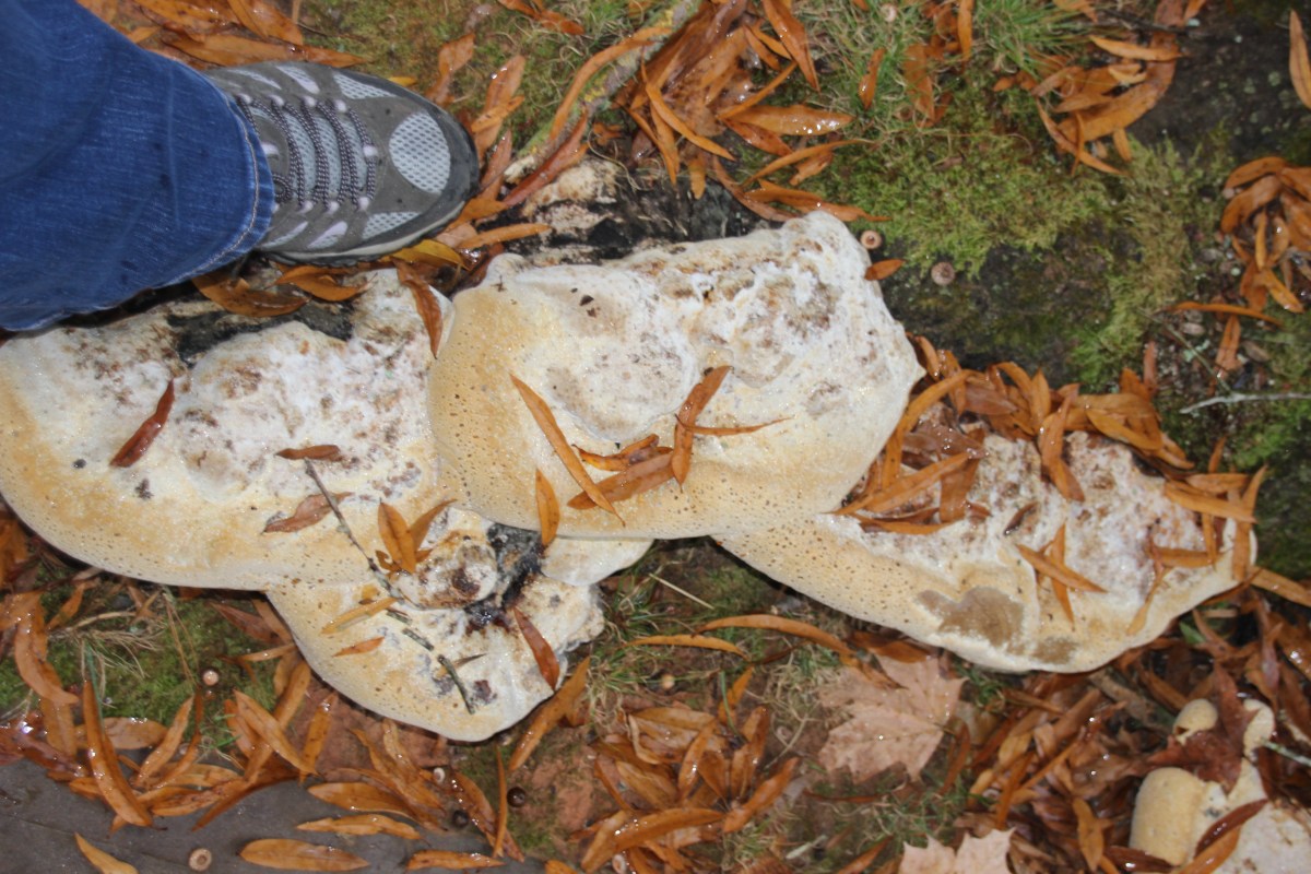 The Conk Colony – floweralley