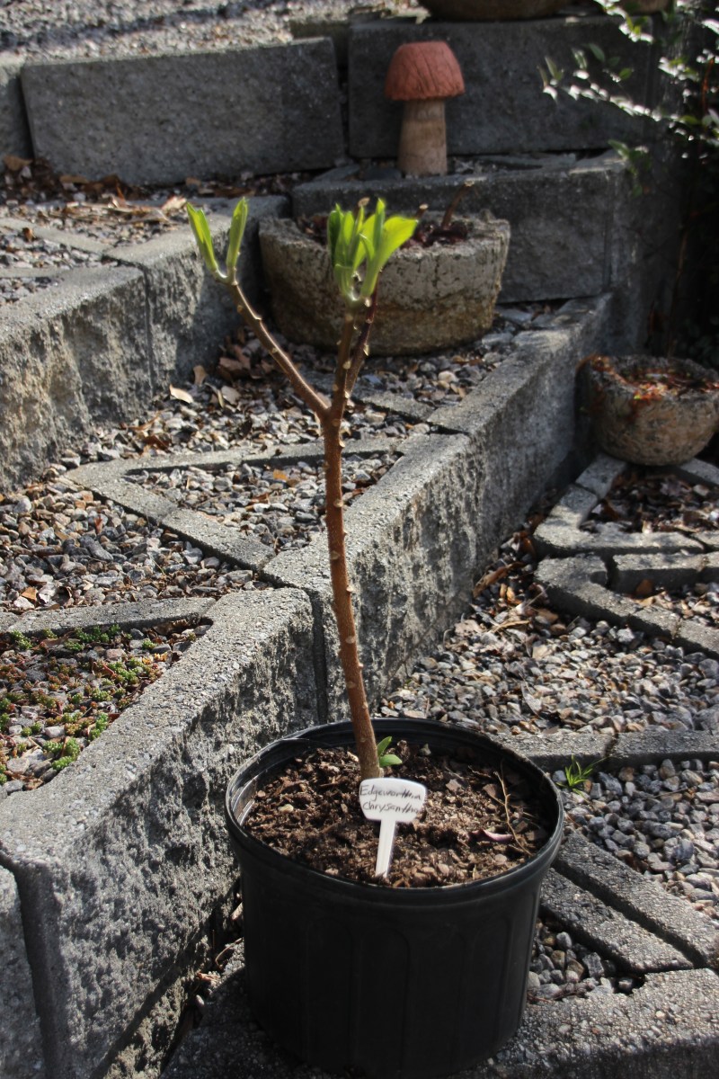 The Expensive Stick – floweralley