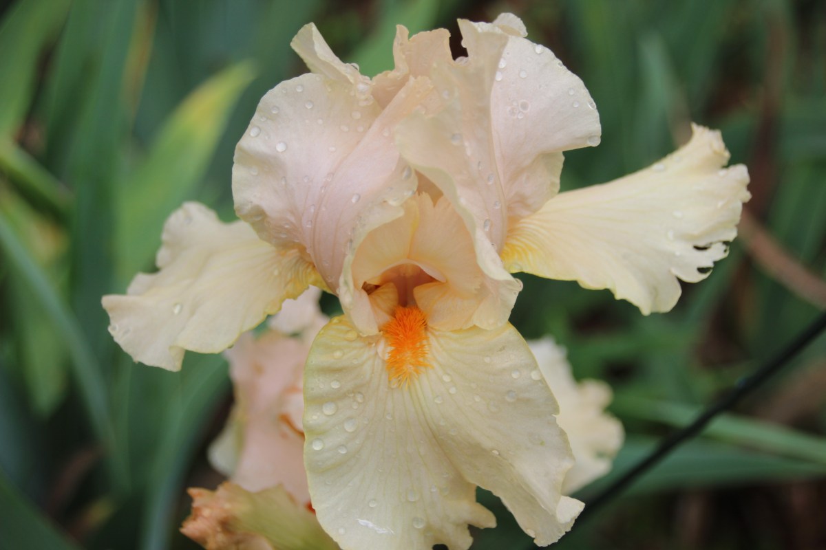 Iris Identification – floweralley