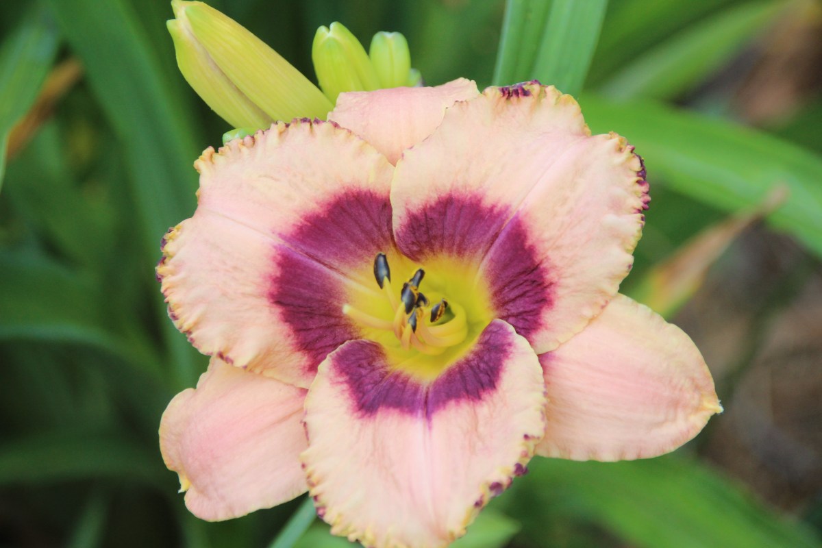 Daring Deception – floweralley