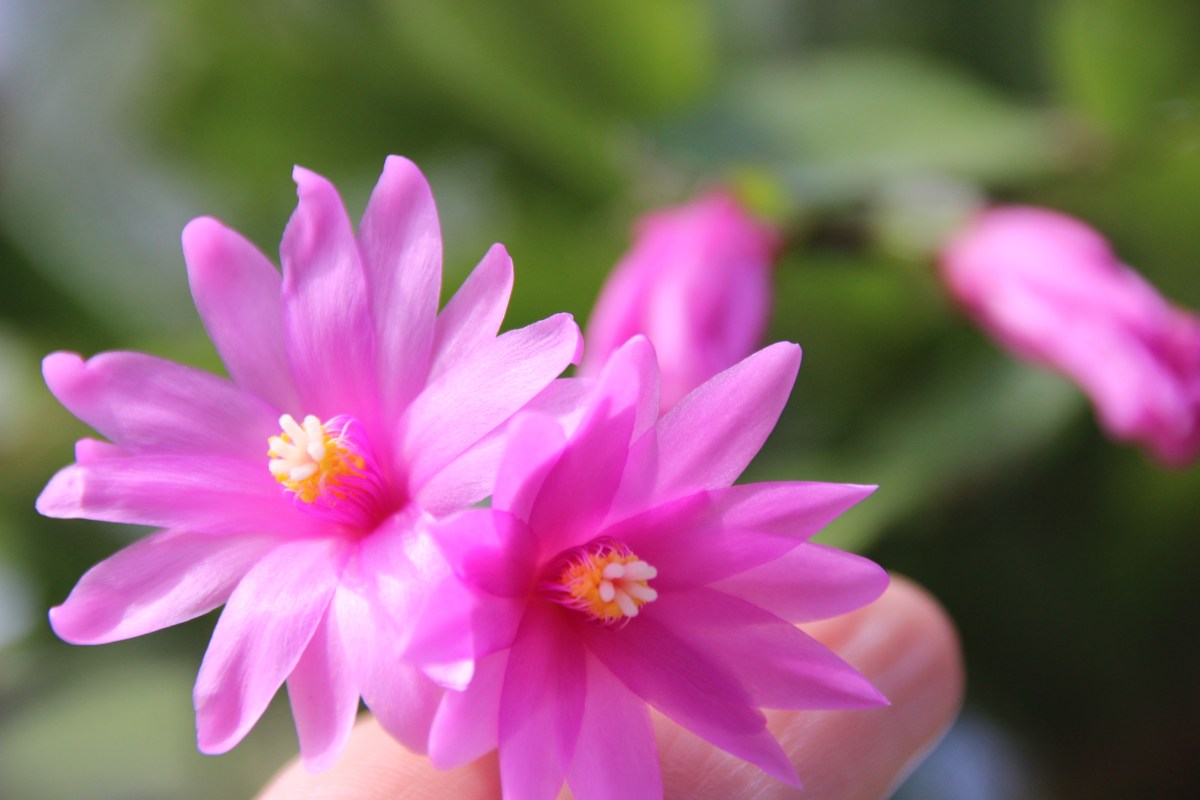 Rhipsalidopsis – floweralley