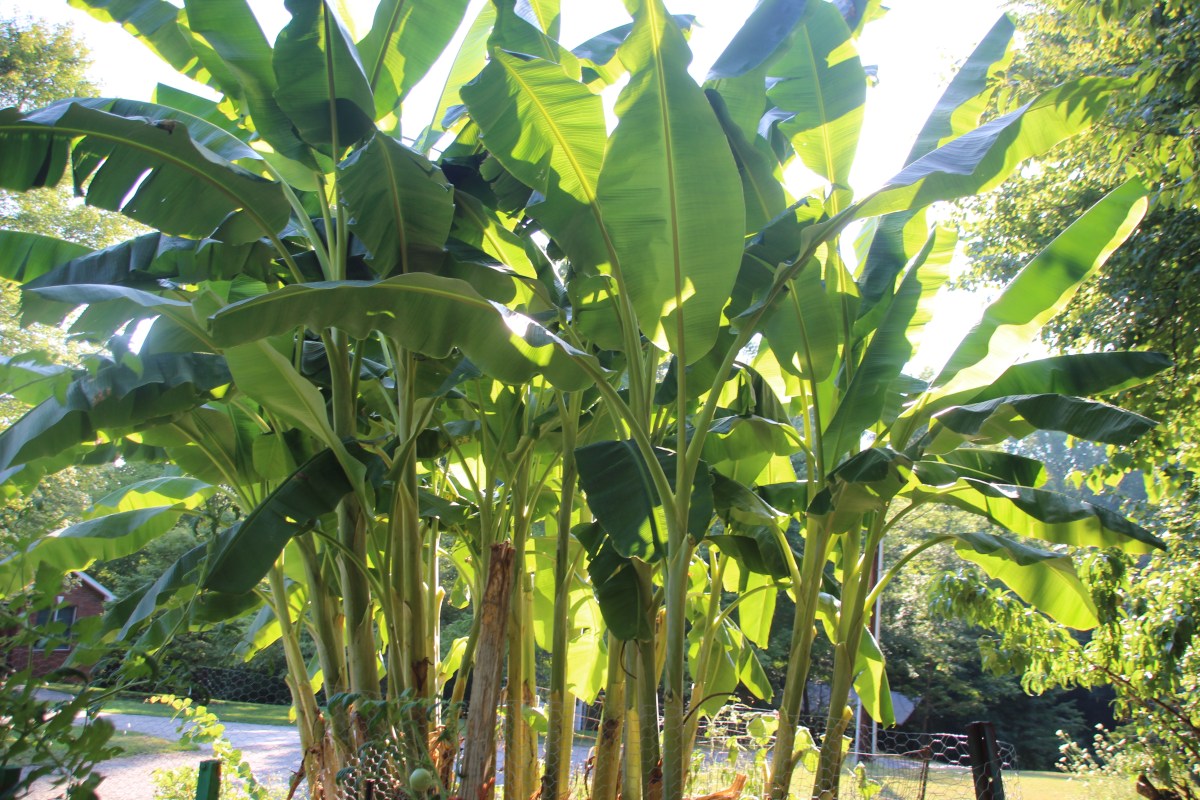 The Banana Forest – floweralley