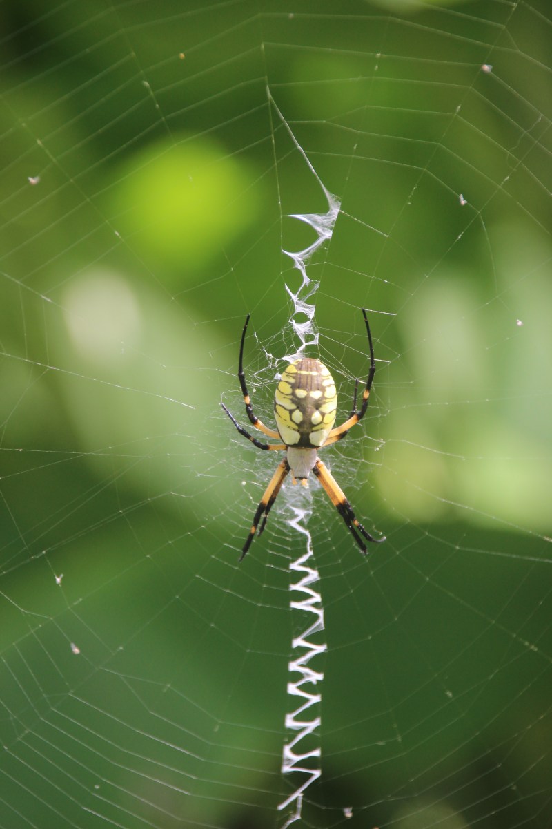 Spiders Writing – floweralley