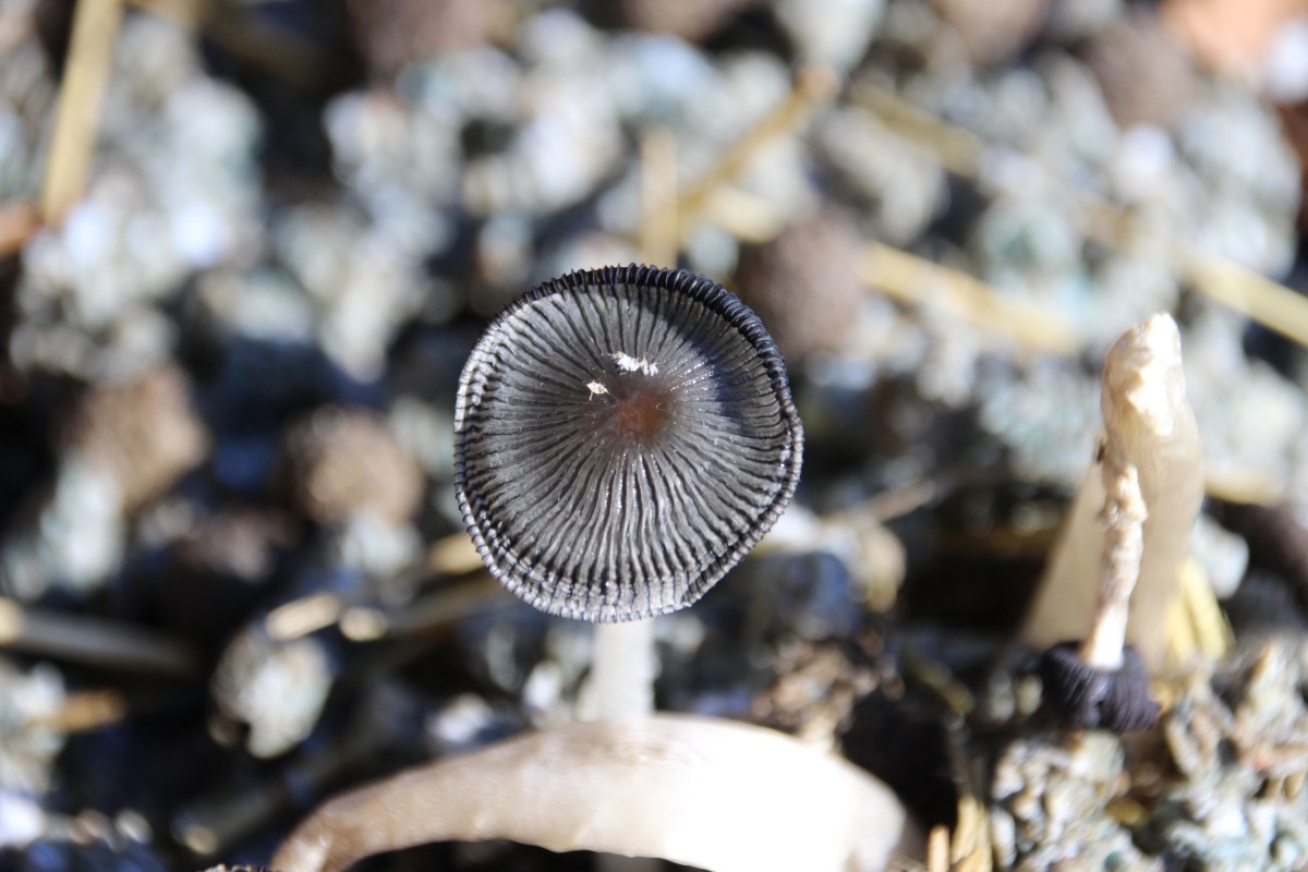 Fungus Flowers – floweralley