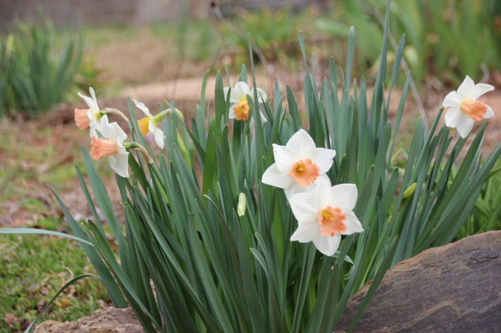 Daffodil Meme – floweralley