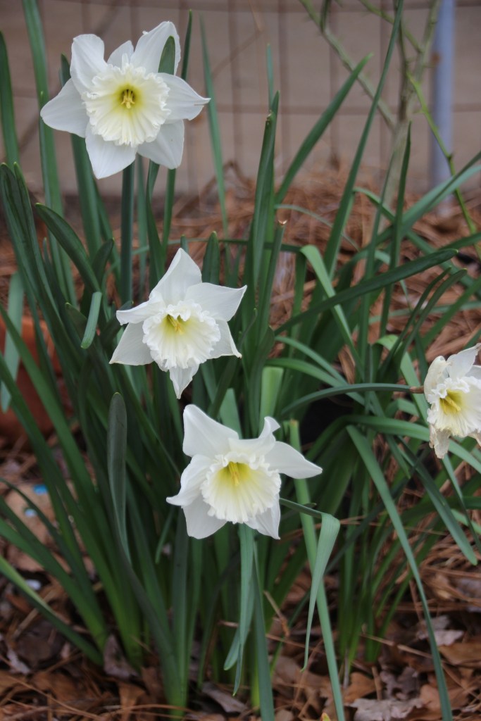 Daffodil Meme – floweralley