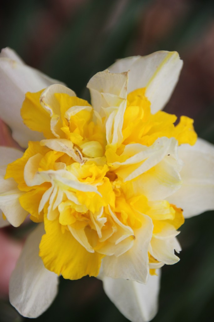 Daffodil Meme – floweralley