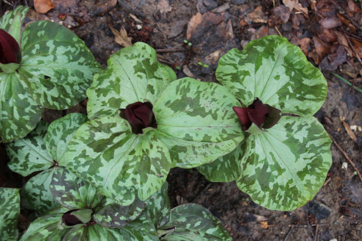 Sweet Betsy is Back – floweralley