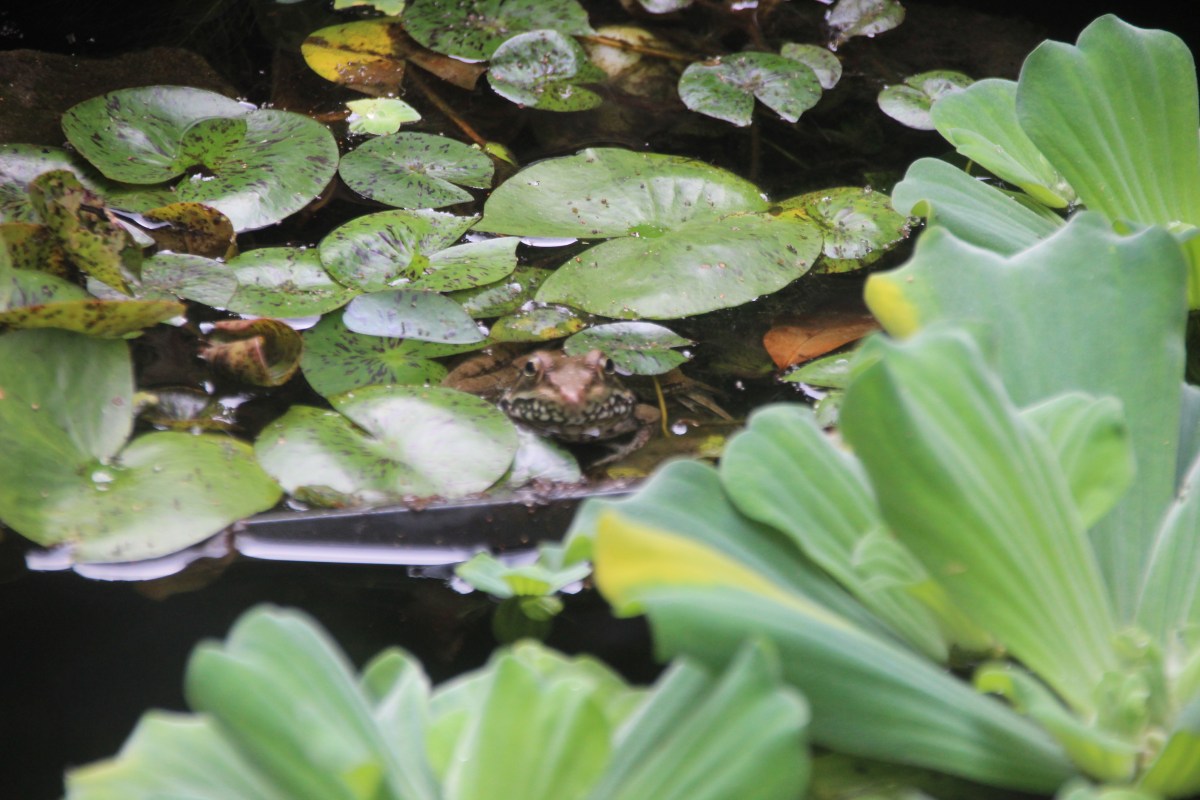 Frog Training – floweralley