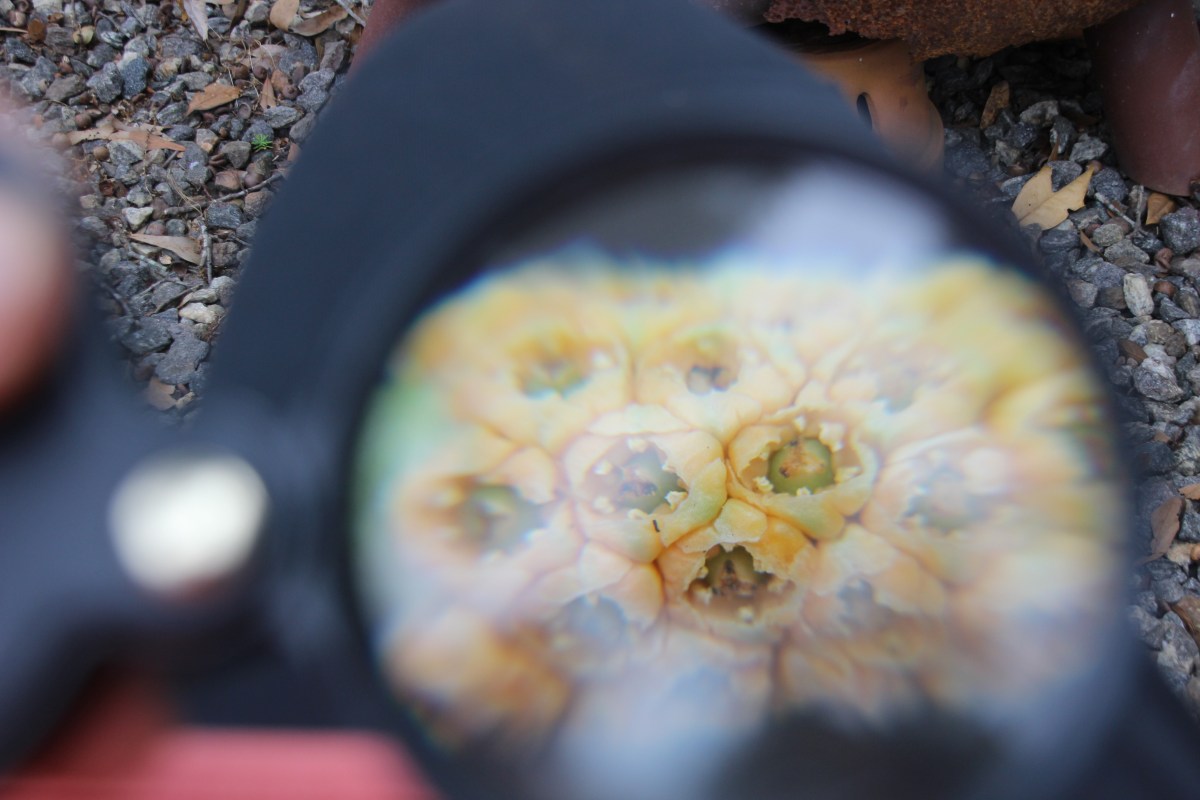 Japanese Sacred Lilies and Slugs – floweralley