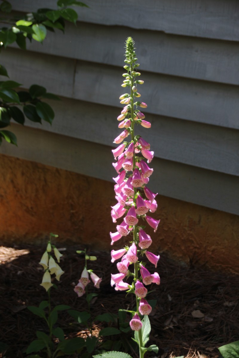 Foxglove Love – floweralley