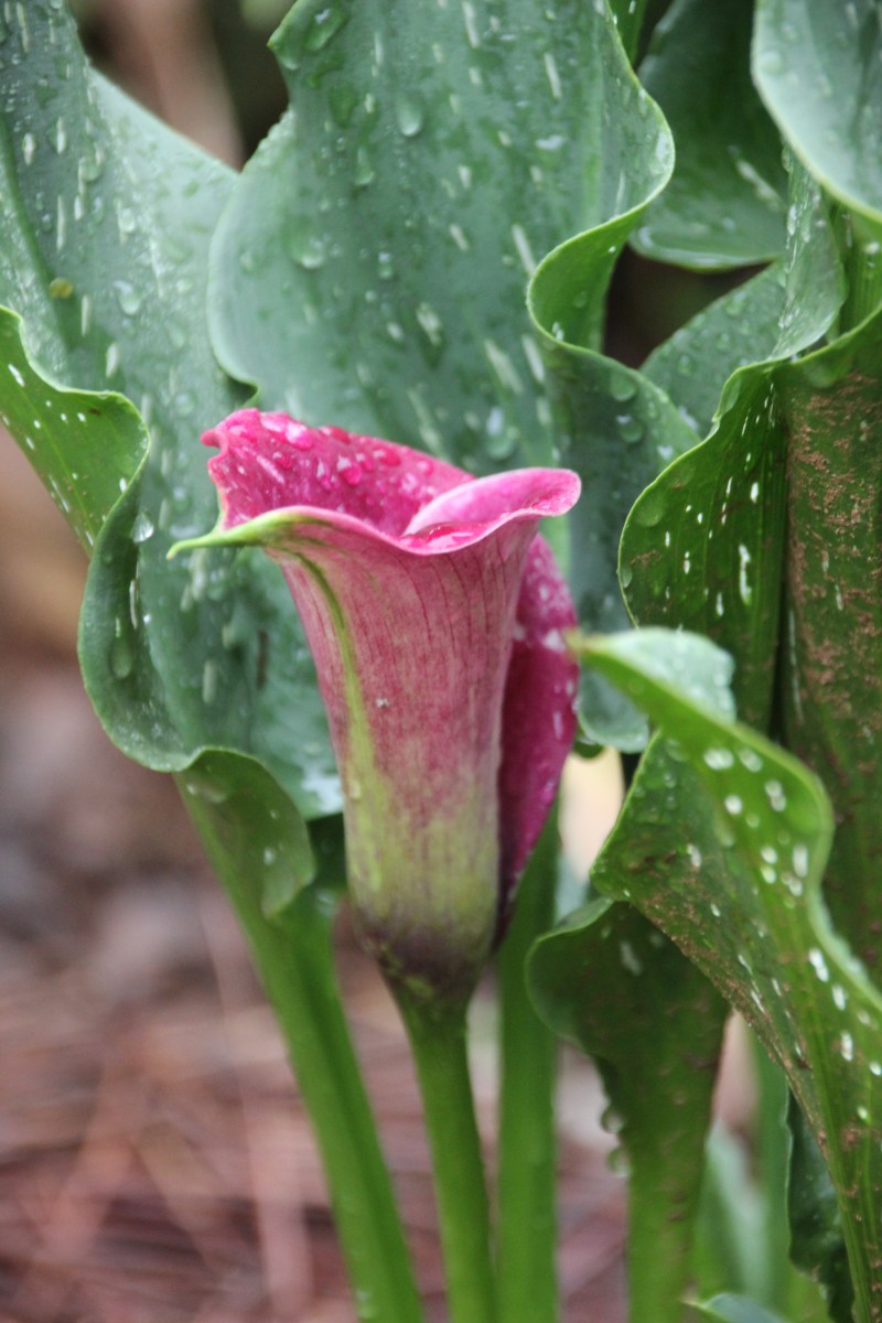 Captain Romance Loved the Rain – floweralley