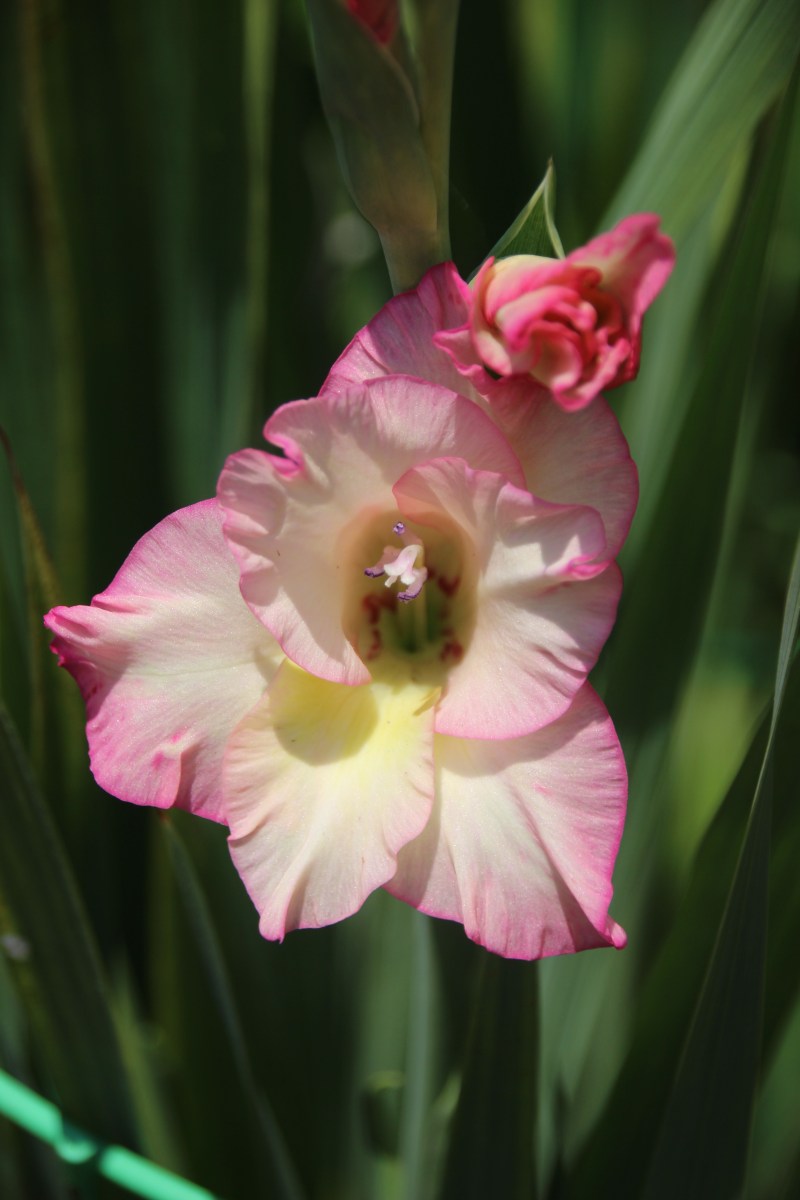 Priscilla and the Hummer – floweralley