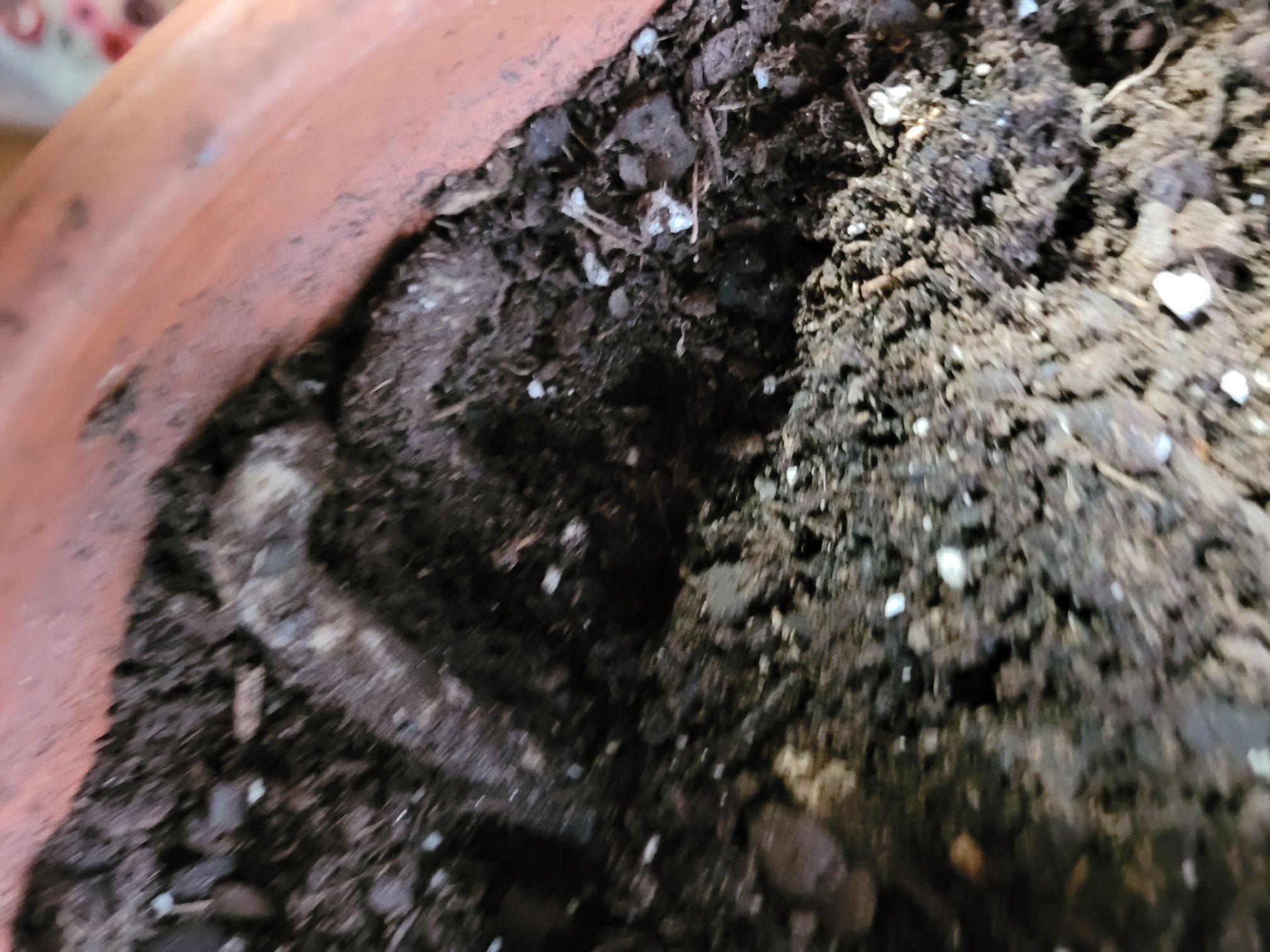 The Bulge – floweralley