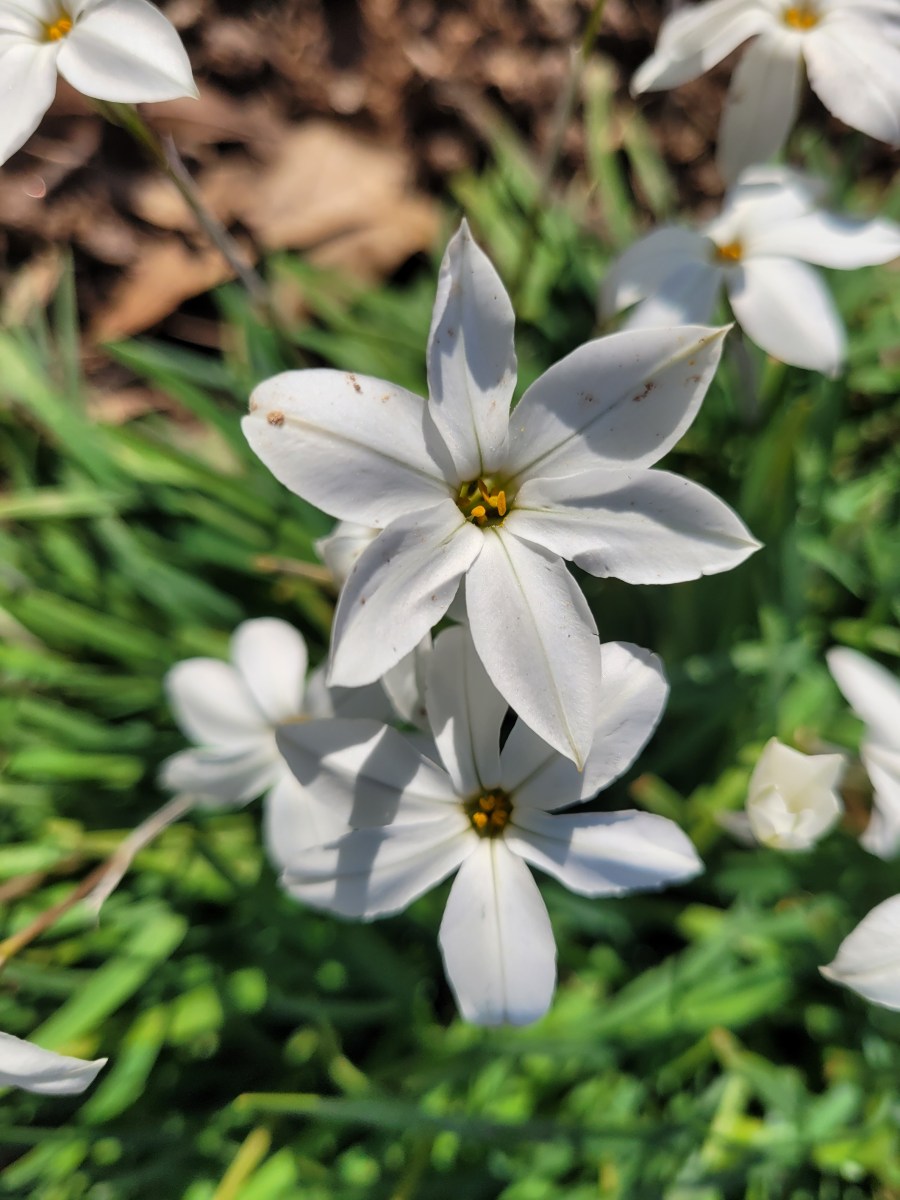 Alberto Castillo – floweralley