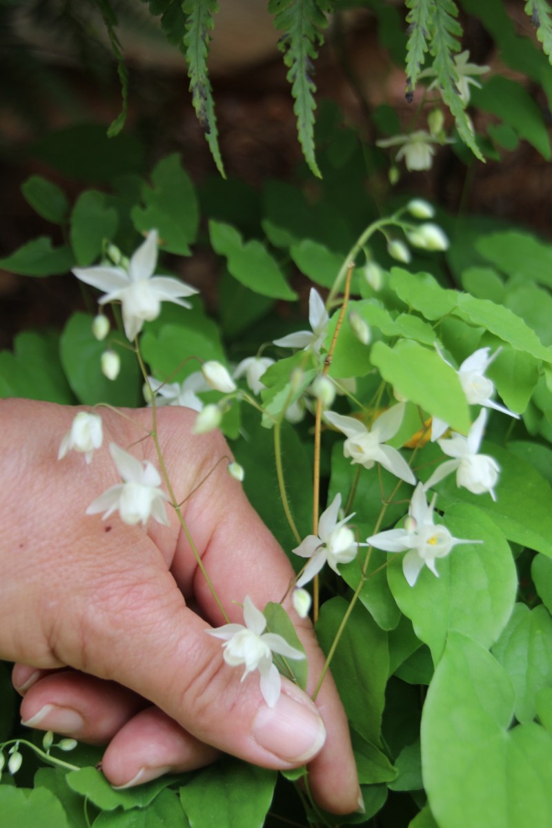Tiny White Epimedium – floweralley