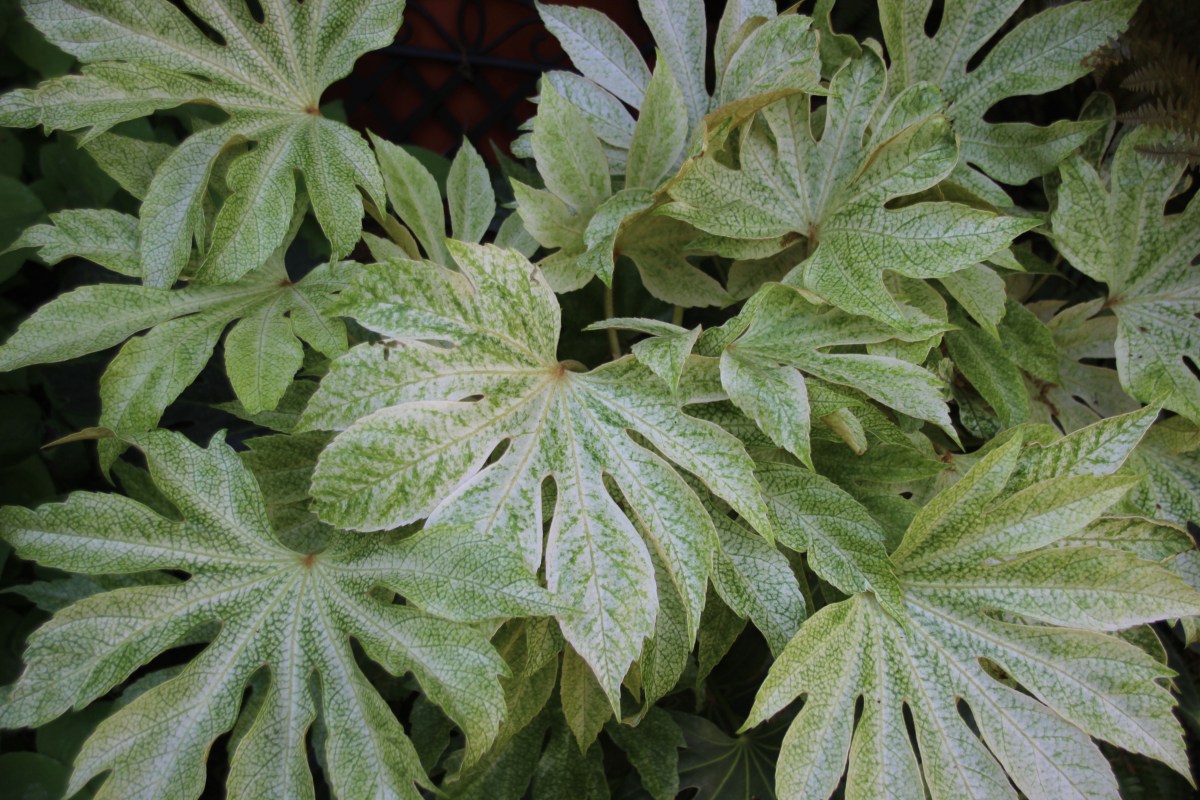 Fatsia Finally Flourishing – floweralley