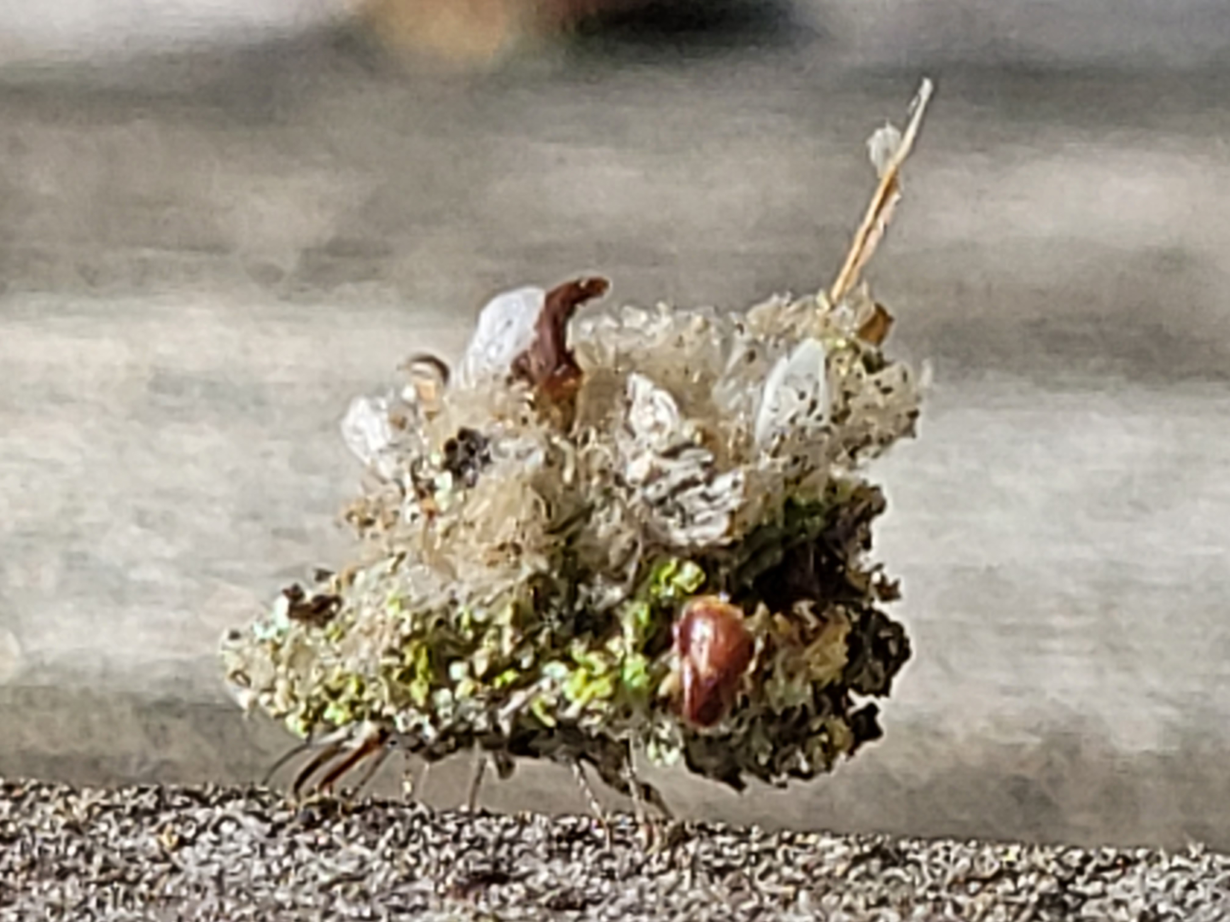 The Junk Bug and Me – floweralley