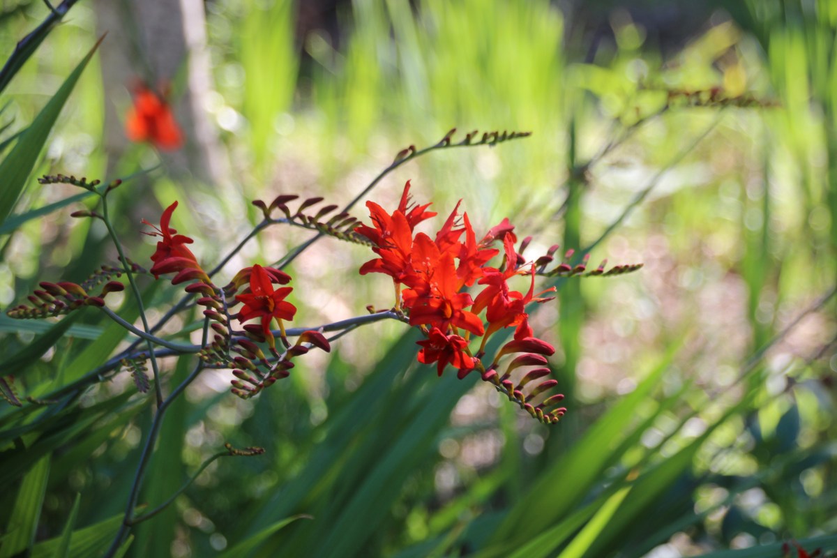 Lucifer is a Favorite – floweralley