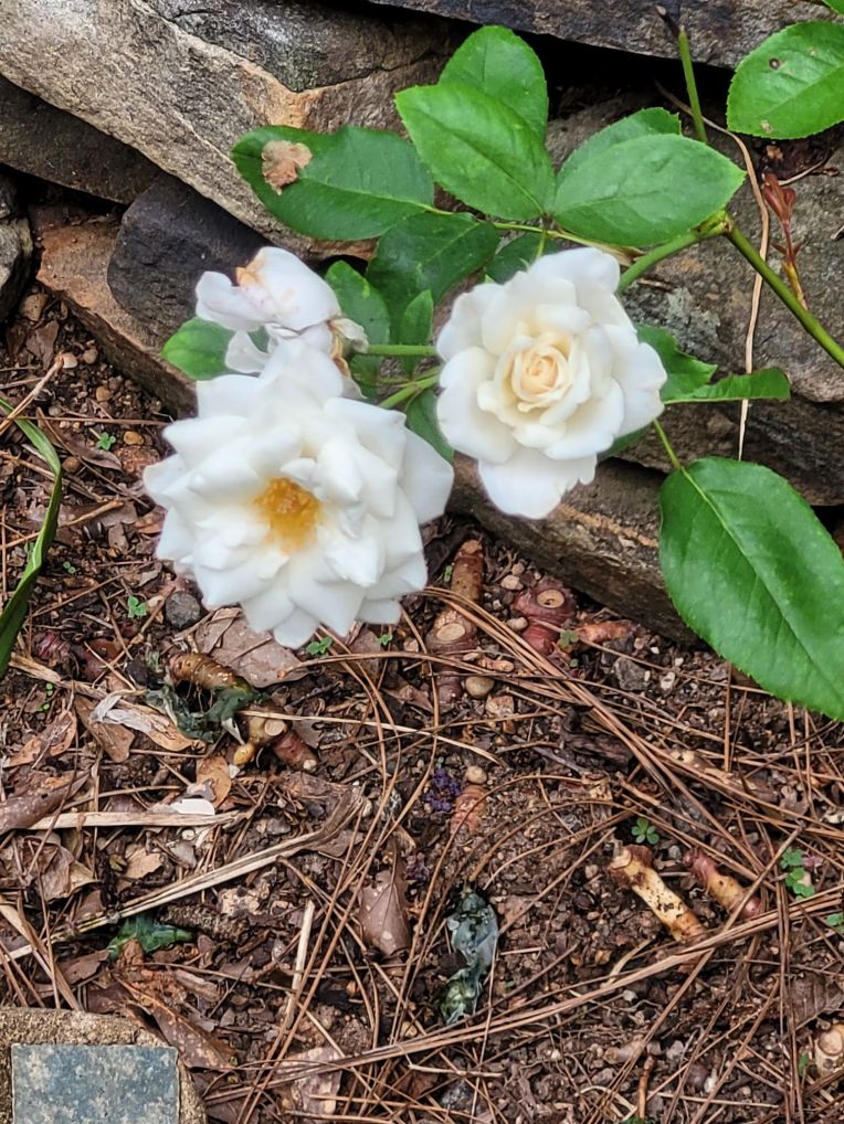 The Church Rose – floweralley