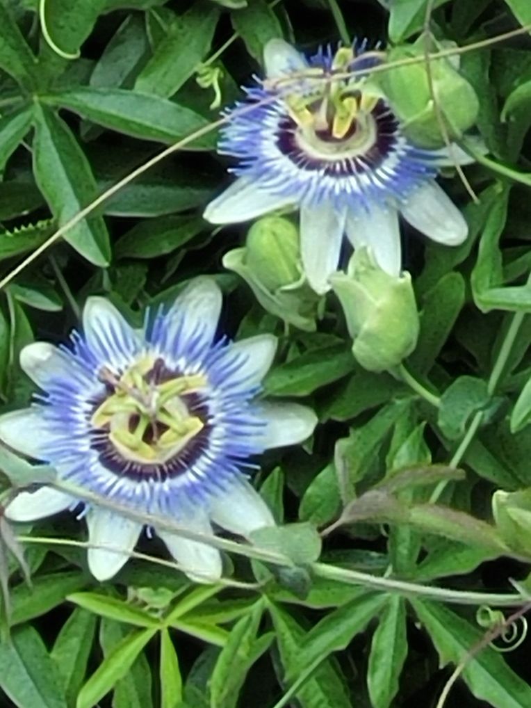Taking a Walker to Visit my Passion Vine – floweralley