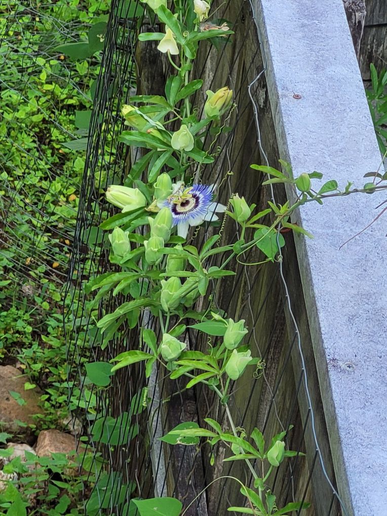 Taking a Walker to Visit my Passion Vine – floweralley