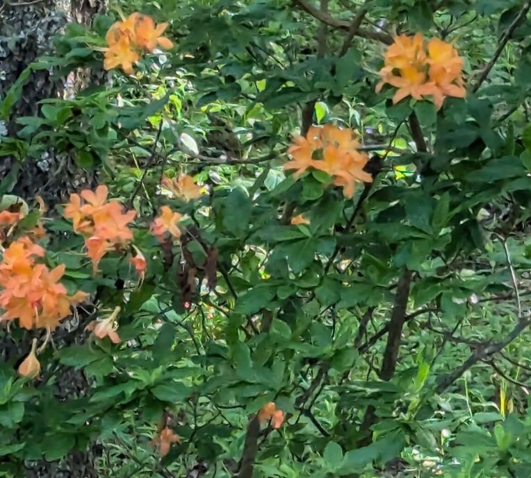 Balls of Flames on Wild Azalea – floweralley