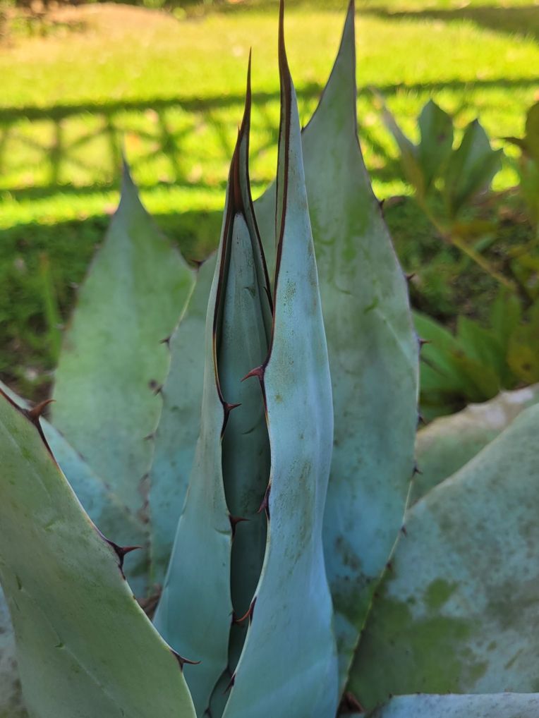 Plants with Claws – floweralley