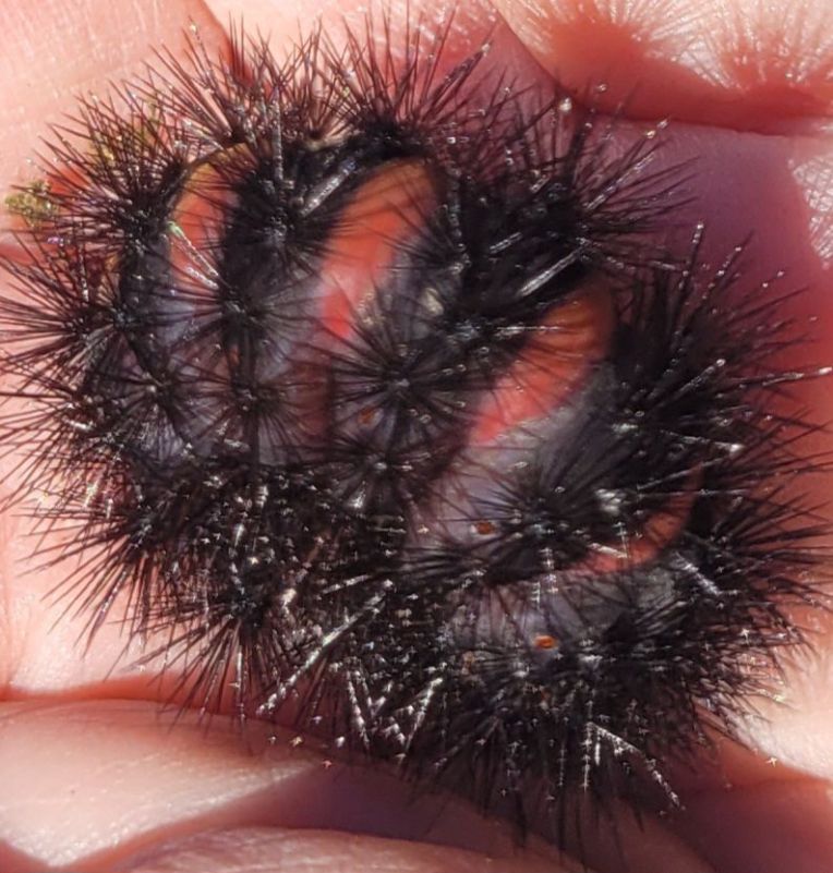 Giant Wooly Bears Tumble and Roll but do NOT Sting nor Predict Weather ...