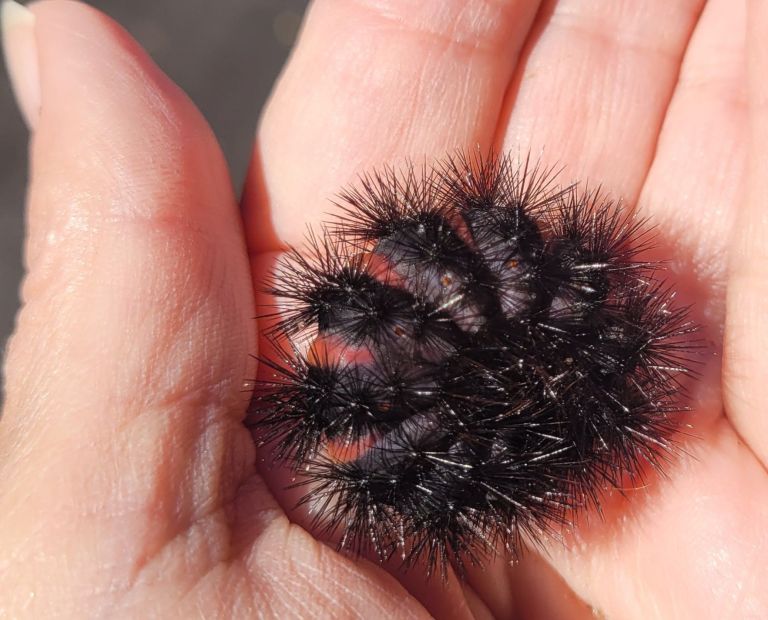 Giant Wooly Bears Tumble and Roll but do NOT Sting nor Predict Weather ...