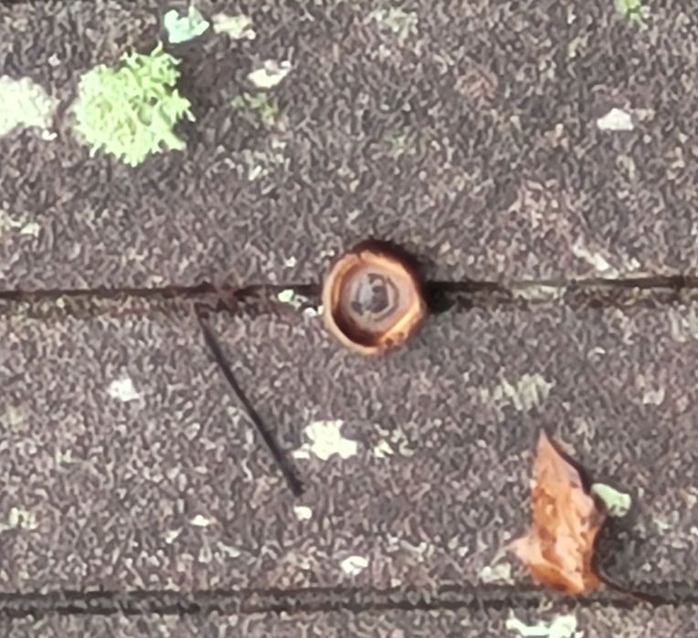 In a Tree in the Fog and Rain with a Squirrel and a Chipmunk – floweralley