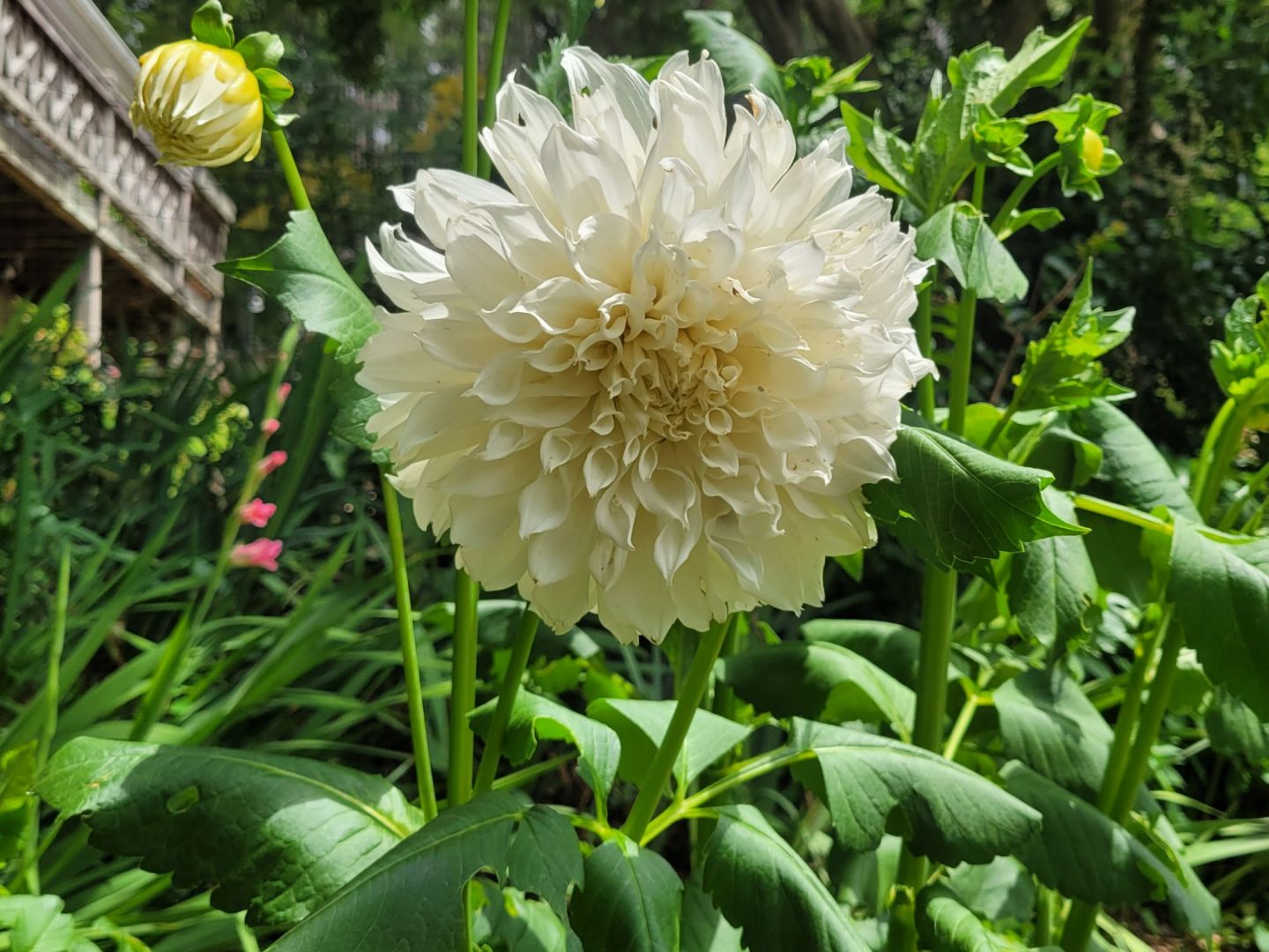 Snow Country Dahlia – floweralley