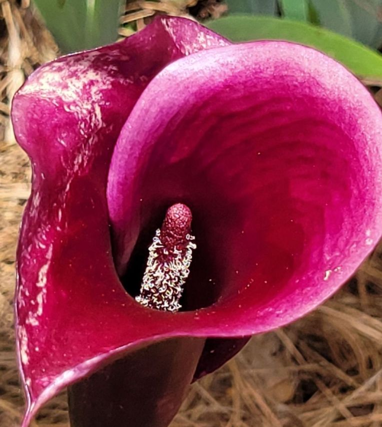 My Favorite Calla – floweralley